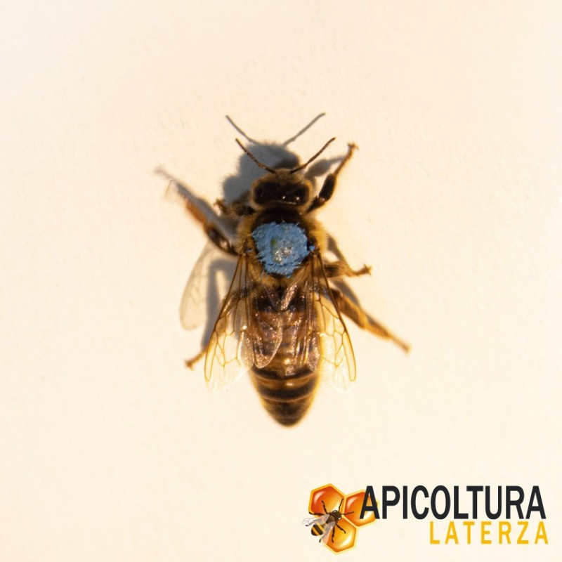 Api Regine Buckfast Acquista Api Online