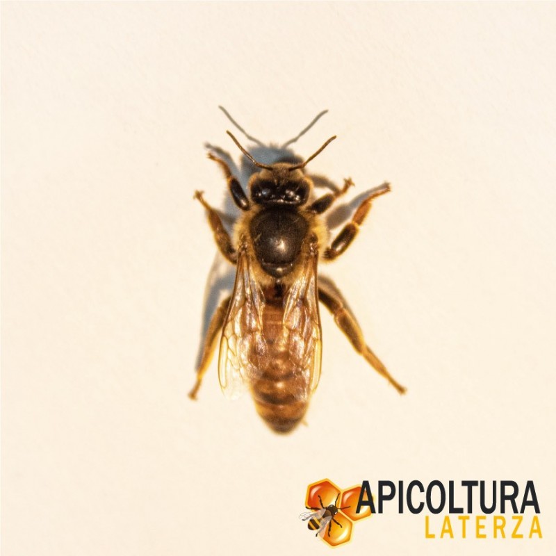 Buckfast Queen Bees Buy Bees Online