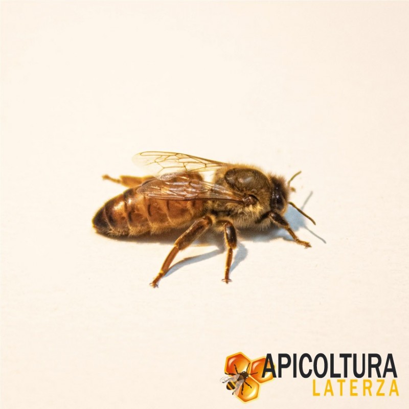 Api Regine Buckfast Acquista Api Online