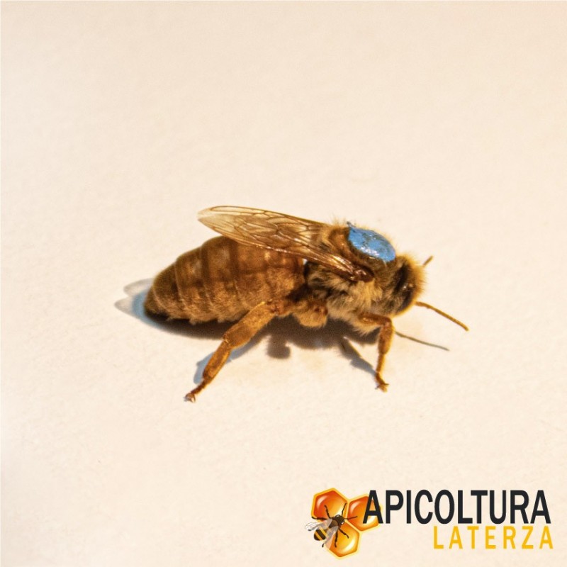 Api Regine Ligustiche Acquista Api Online