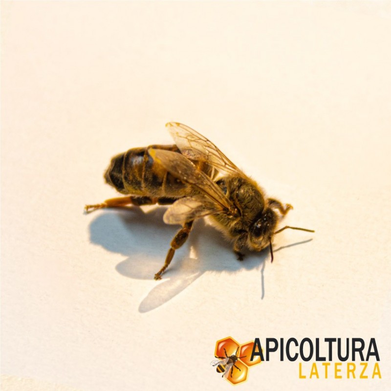 Virgin Queen Bees Buckfast