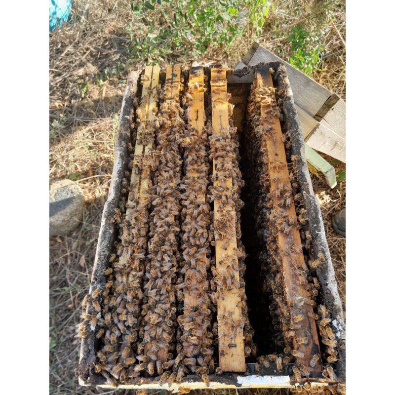 Bees Nucs buy Online