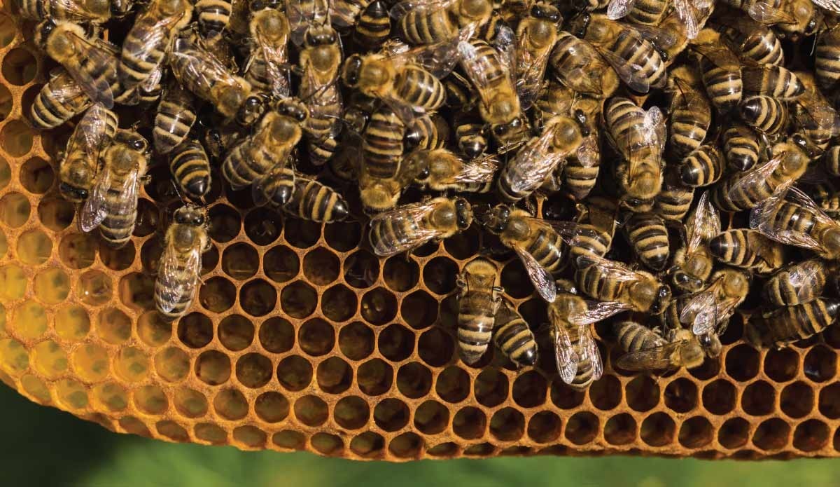 Come le api vedono i colori - Apicoltura Laterza