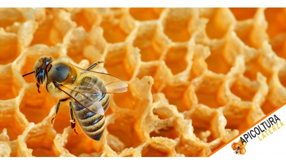 Vendita api regine, pacchi d' api, nuclei di api e famiglie d' api